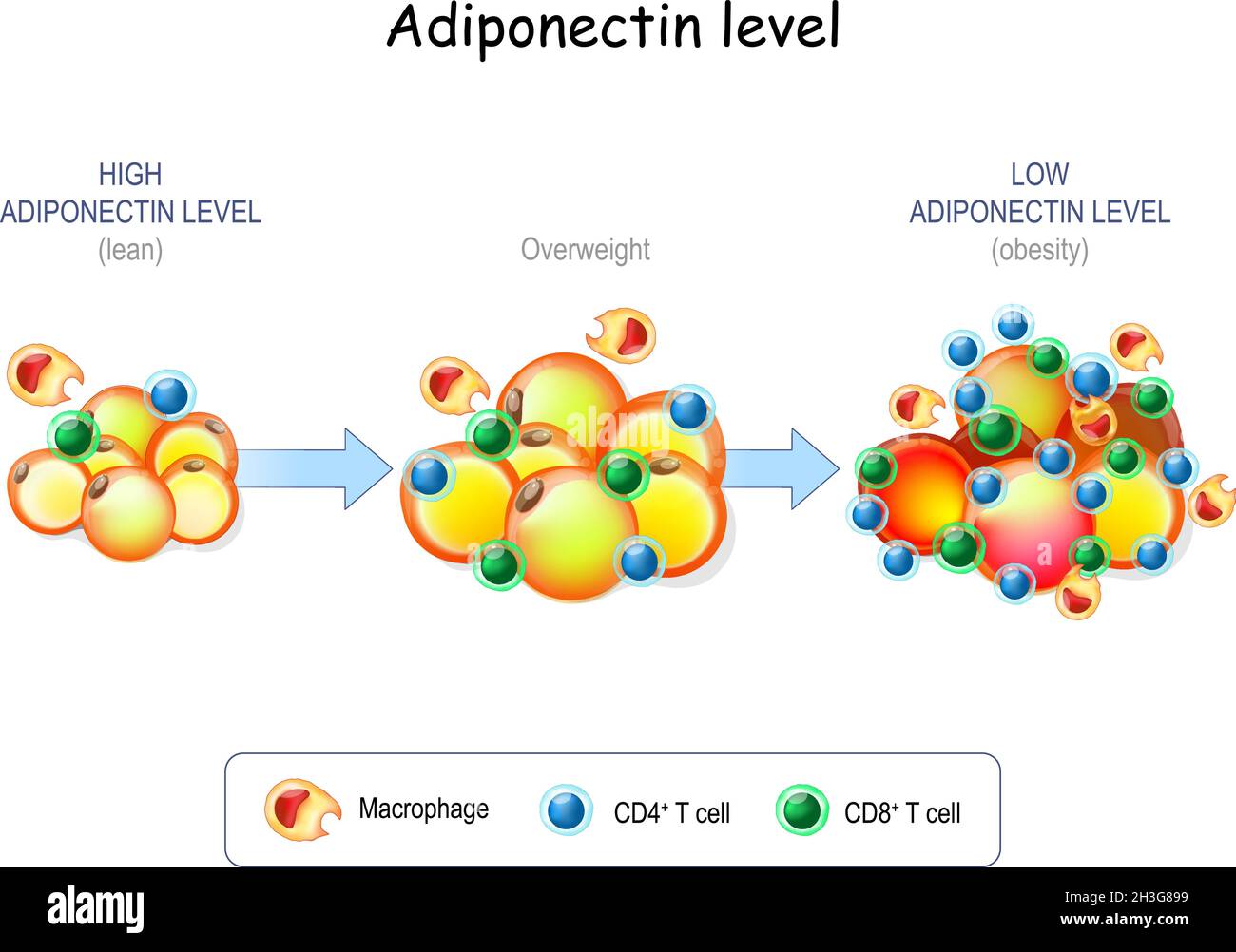 Lean tissue Stock Vector Images - Alamy