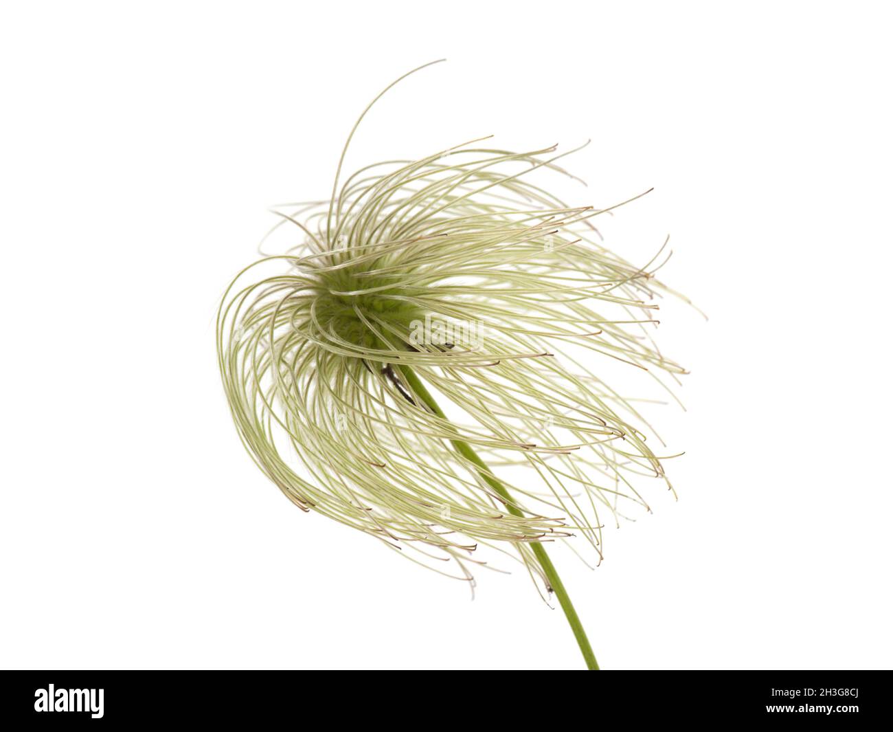 Clematis seedhead closeup detail Stock Photo - Alamy