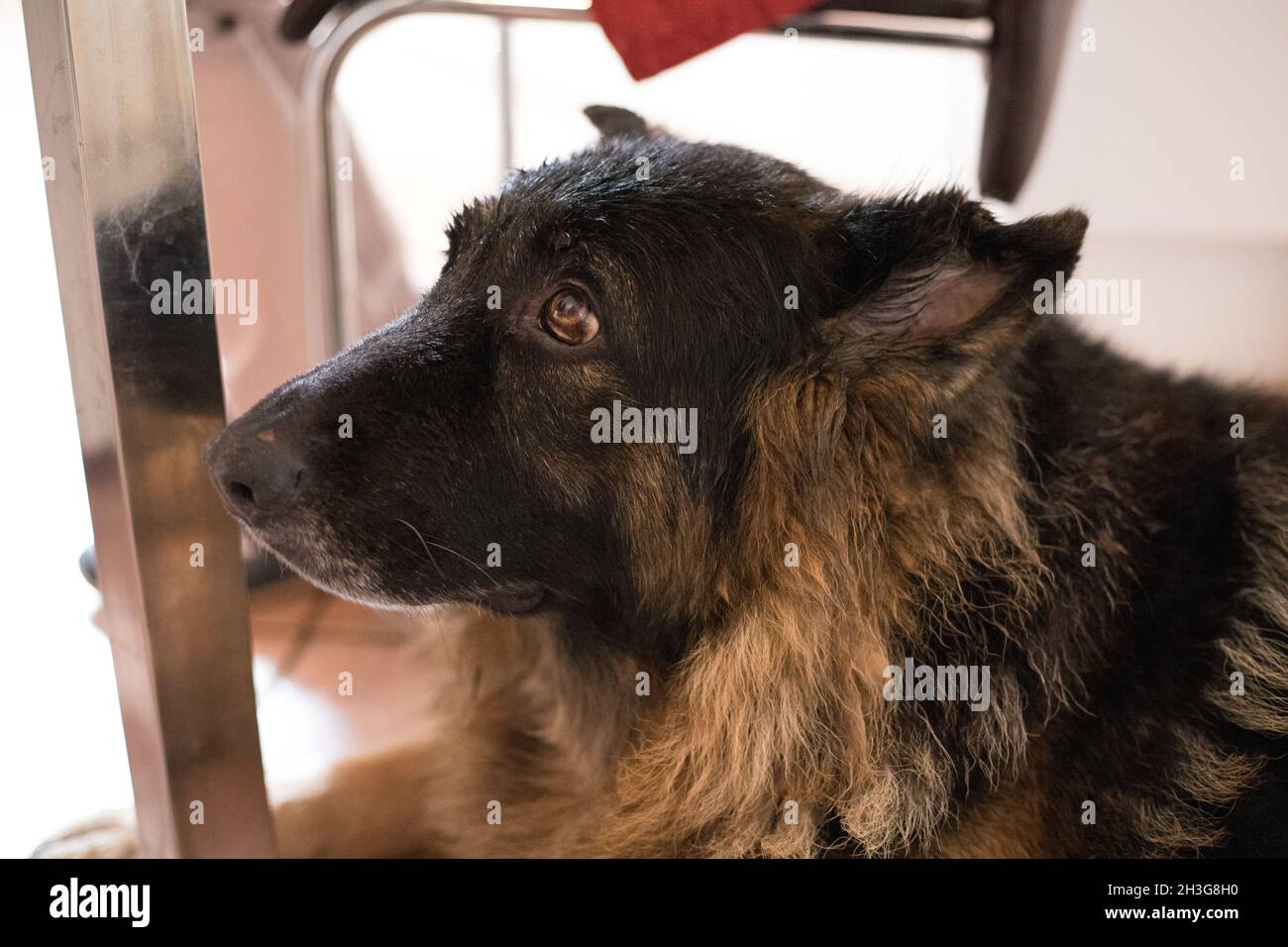 Old German Shepherd Dog sitting in Kitchen Stock Photo - Alamy