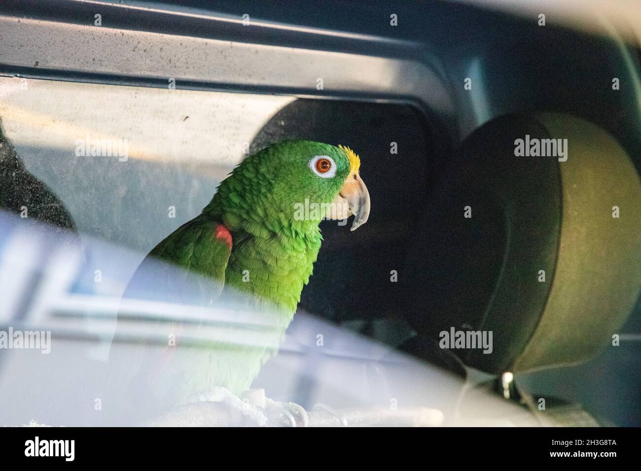 Parrot behind a car window looks right Stock Photo - Alamy
