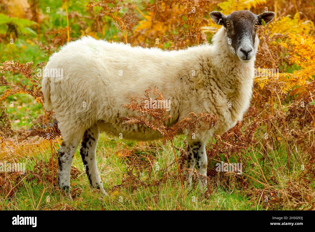 Scottish sheep heather hi-res stock photography and images - Alamy