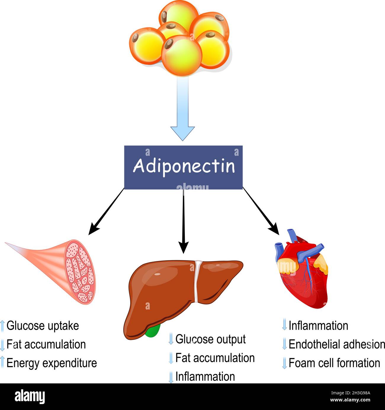Adiponectin hi-res stock photography and images - Alamy