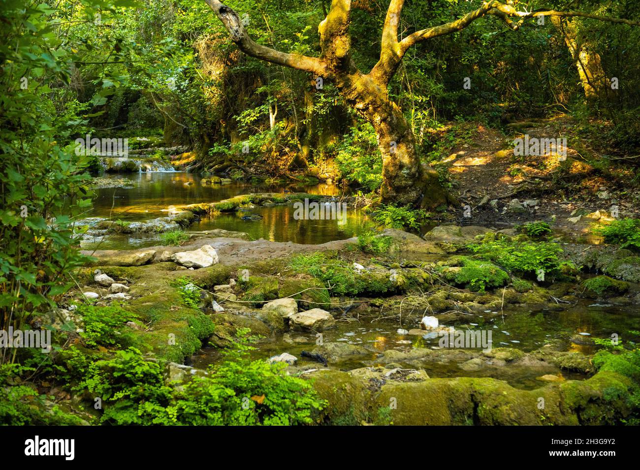Jungle turkey hi-res stock photography and images - Alamy