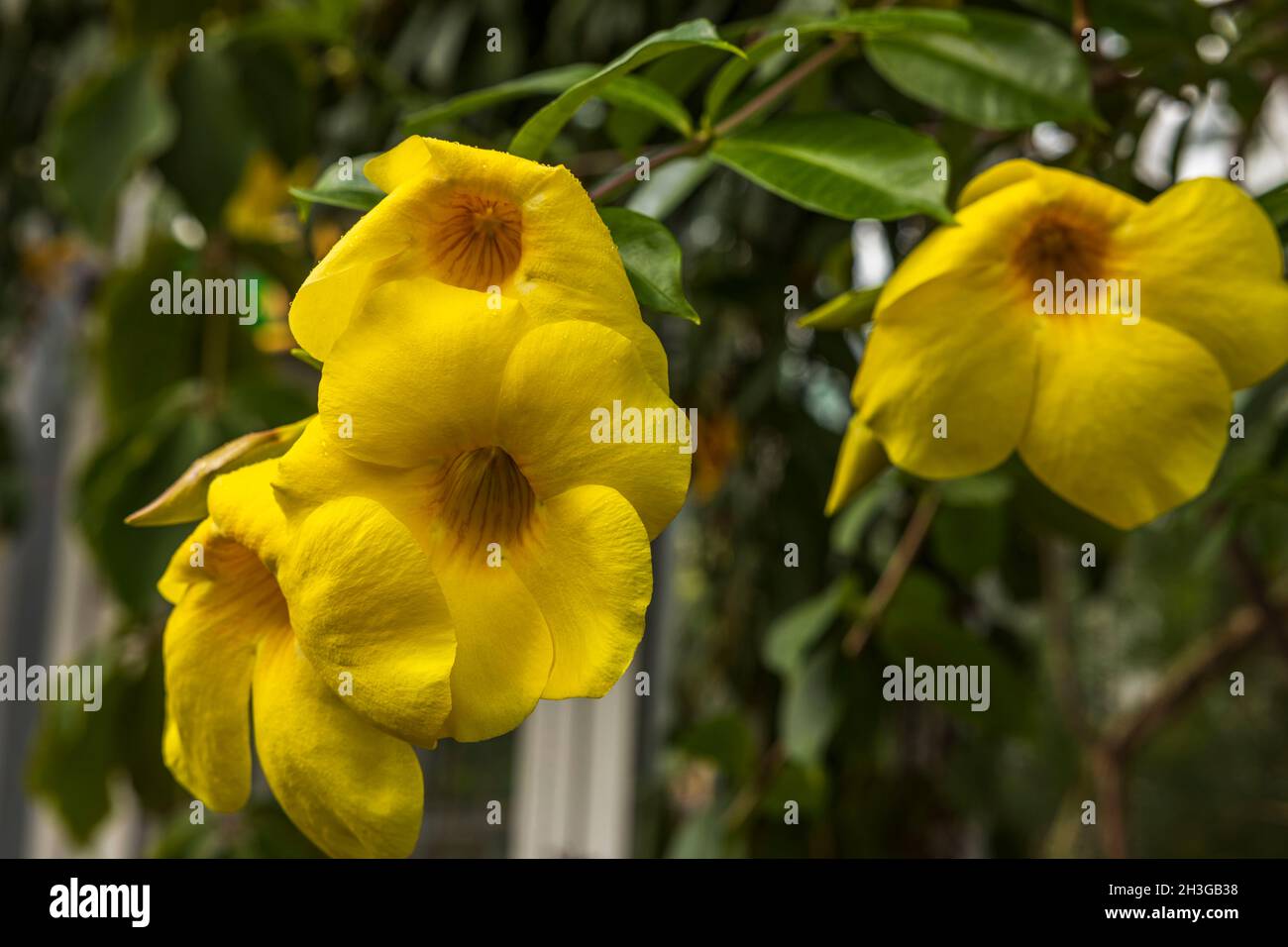 Allamanda flowers hi-res stock photography and images - Alamy
