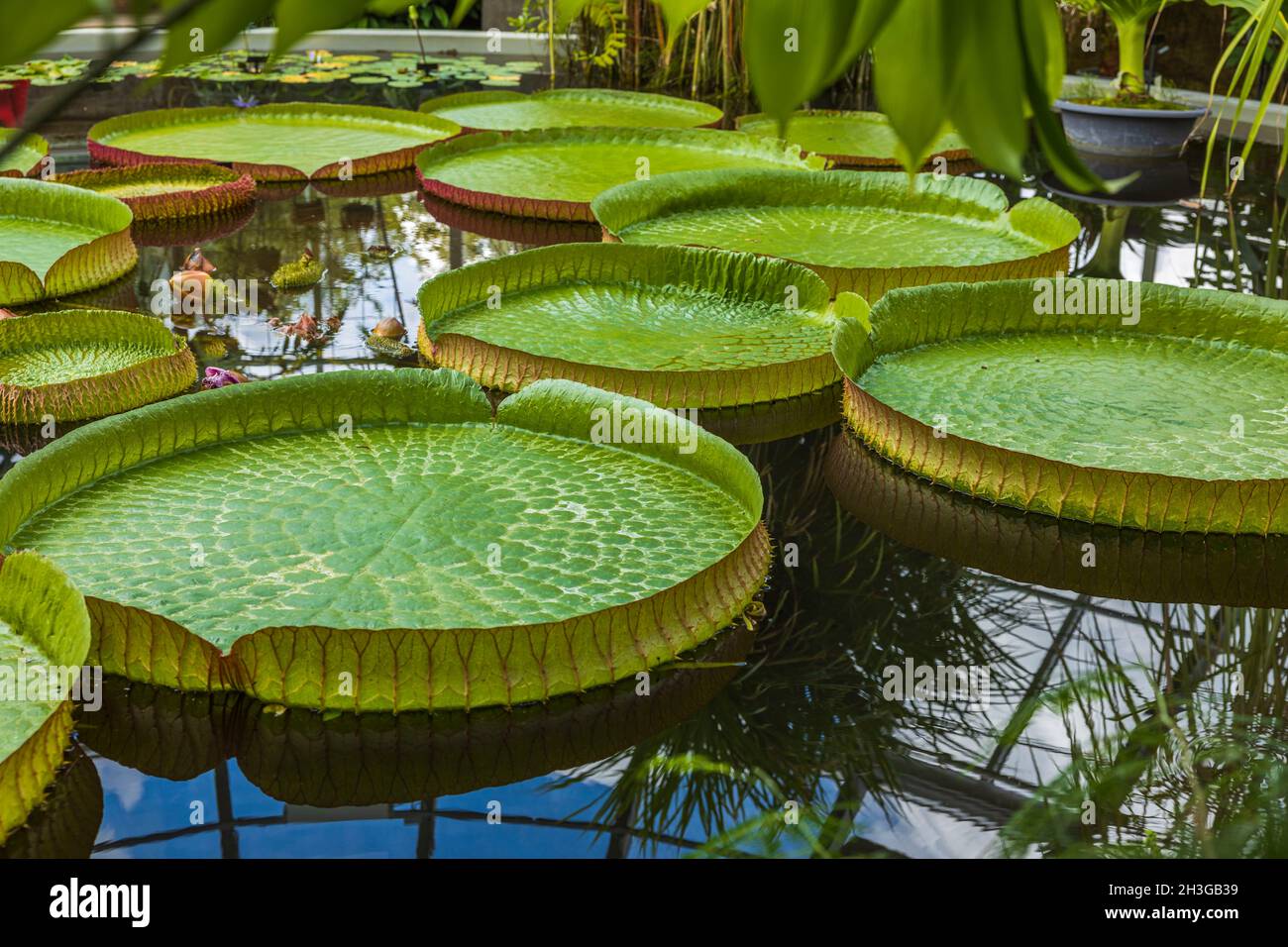 Beautiful view of Victoria Cruziana Santa Cruz water lily tropical flower. Sweden Stock Photo ...