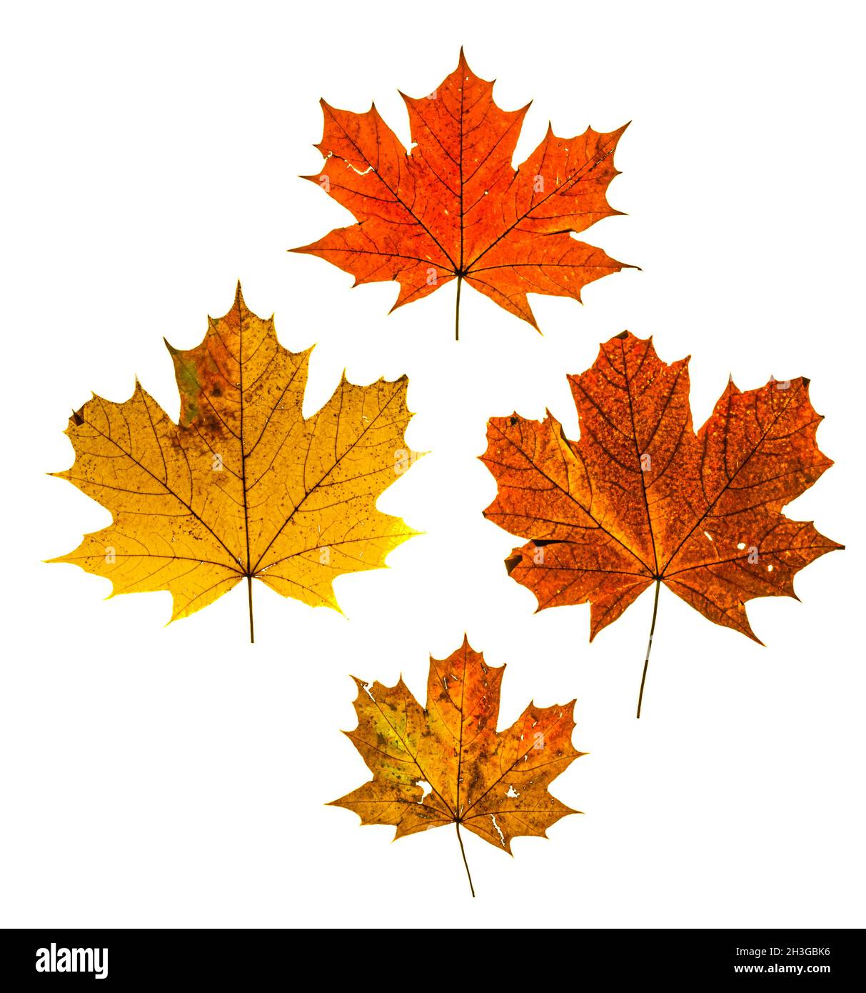 Mix of color fresh autumn leaf on white background Stock Photo - Alamy