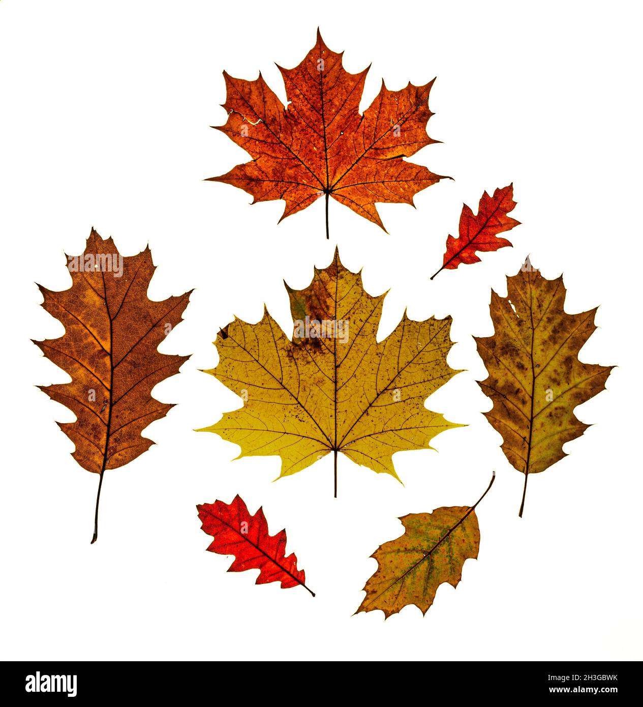 Mix of color fresh autumn leaf on white background Stock Photo - Alamy