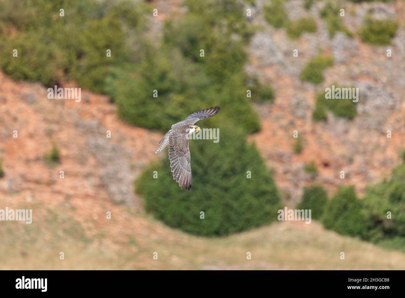 Lancer Falcon flying in the wild to hunt Stock Photo - Alamy