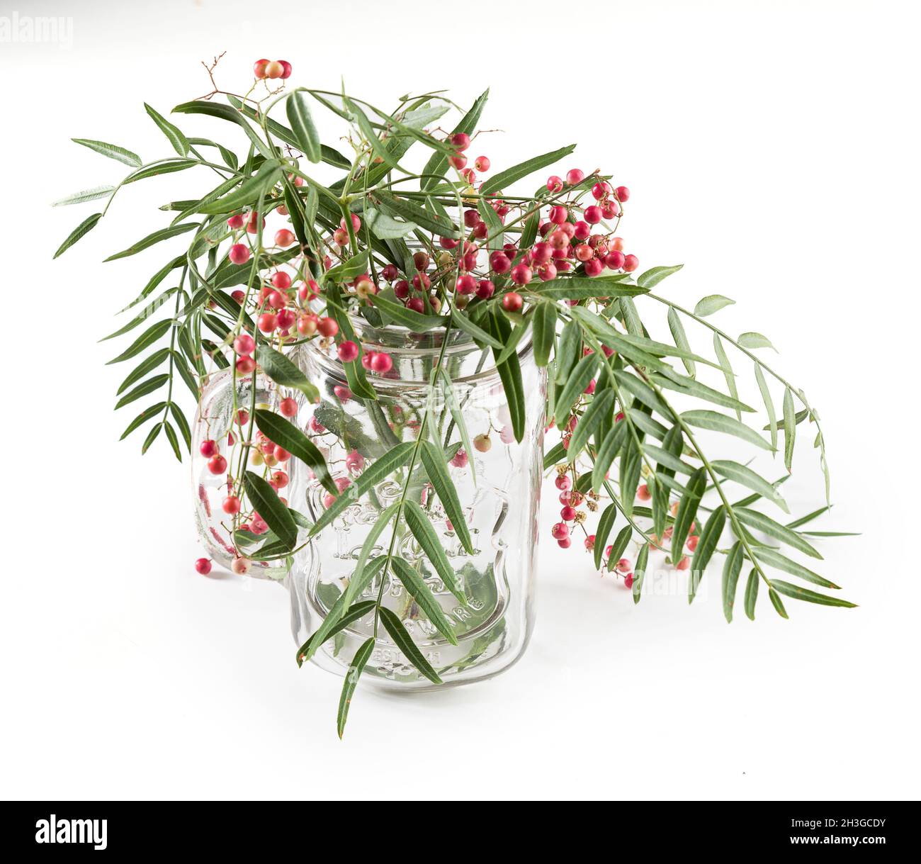 Branch of the Peruvian pepper tree in a glass cup on white background ...