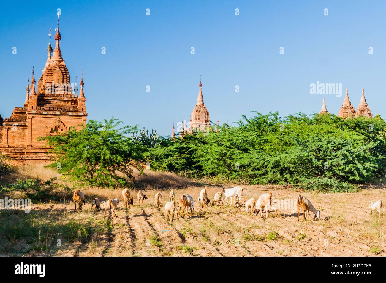 Grazing goats and pagodas in Bagan, Myanmar Stock Photo - Alamy