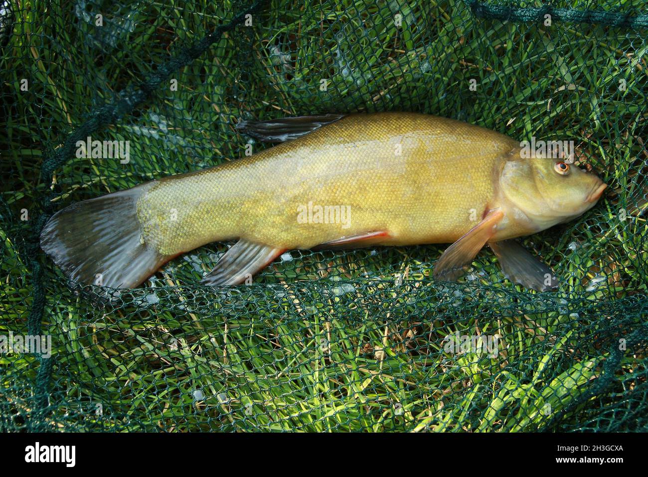 Schleie - Tinca tinca Stock Photo - Alamy
