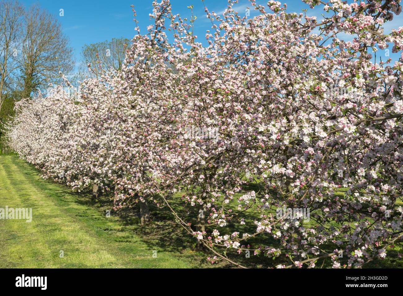 Apple blossom in bloom in a modern cider orchard Stock Photo - Alamy