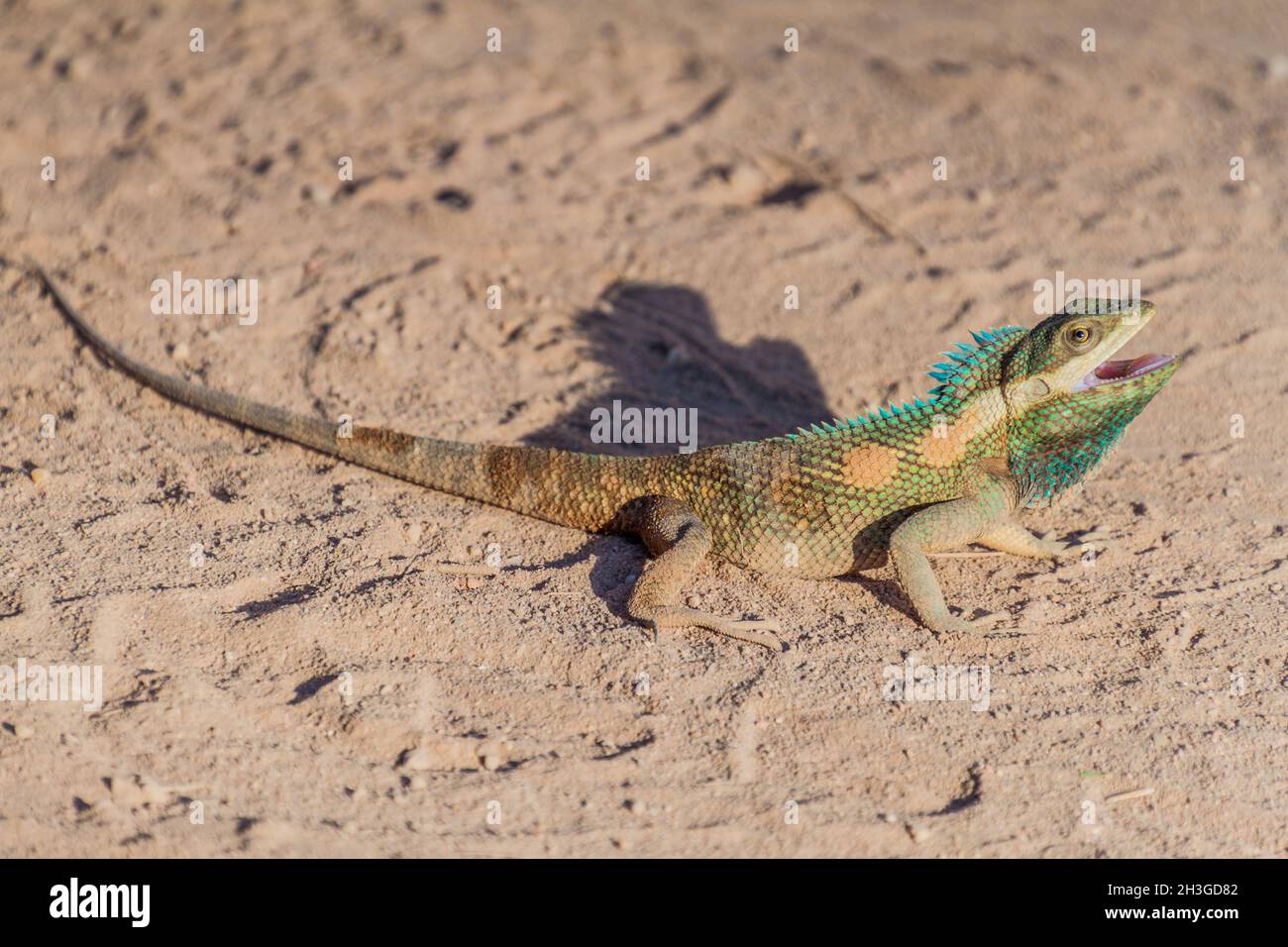 Indo-Chinese forest lizard (Calotes mystaceus) in Bagan, Myanmar Stock ...