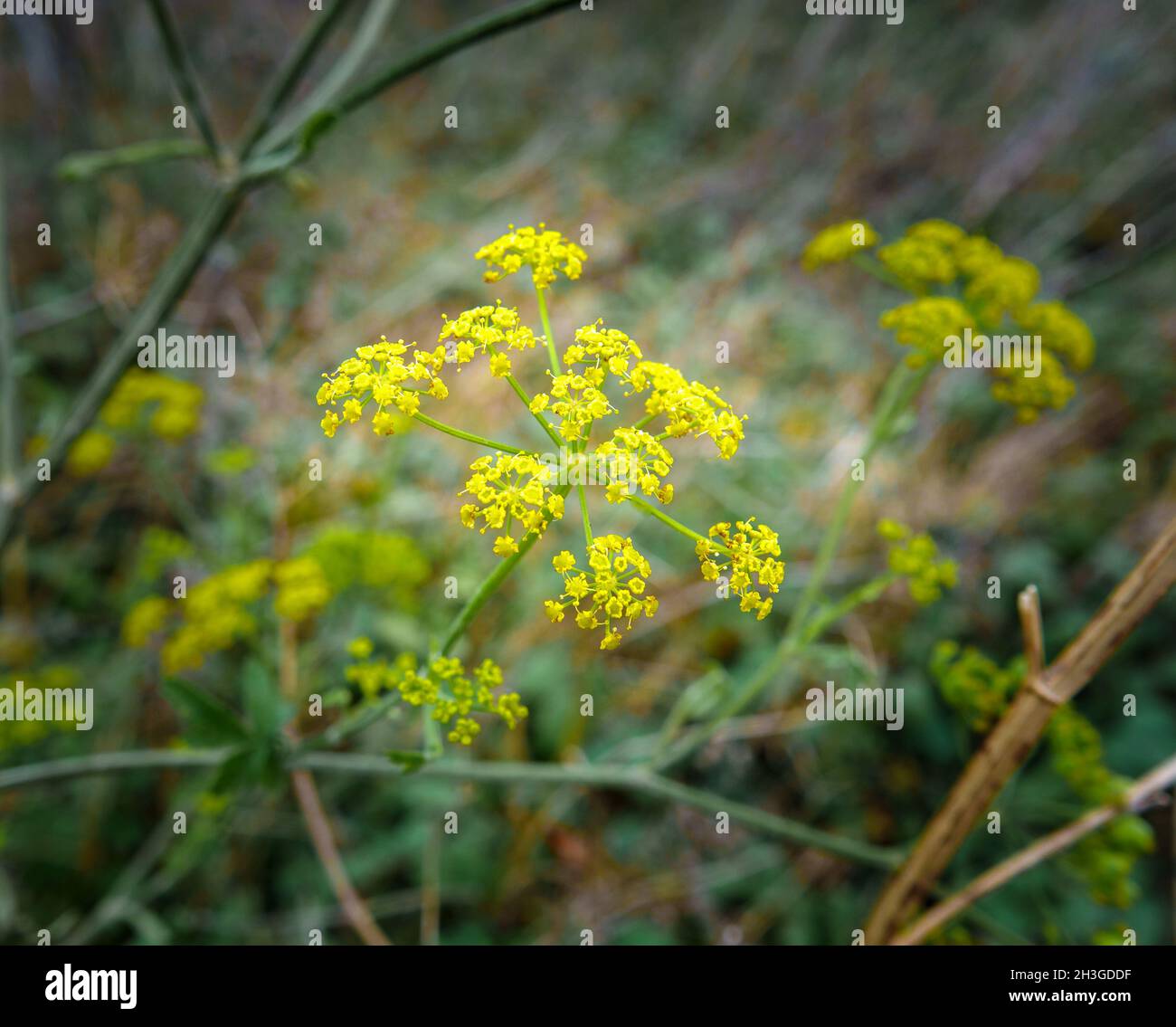 Beautiful fennel flowers hi-res stock photography and images - Alamy