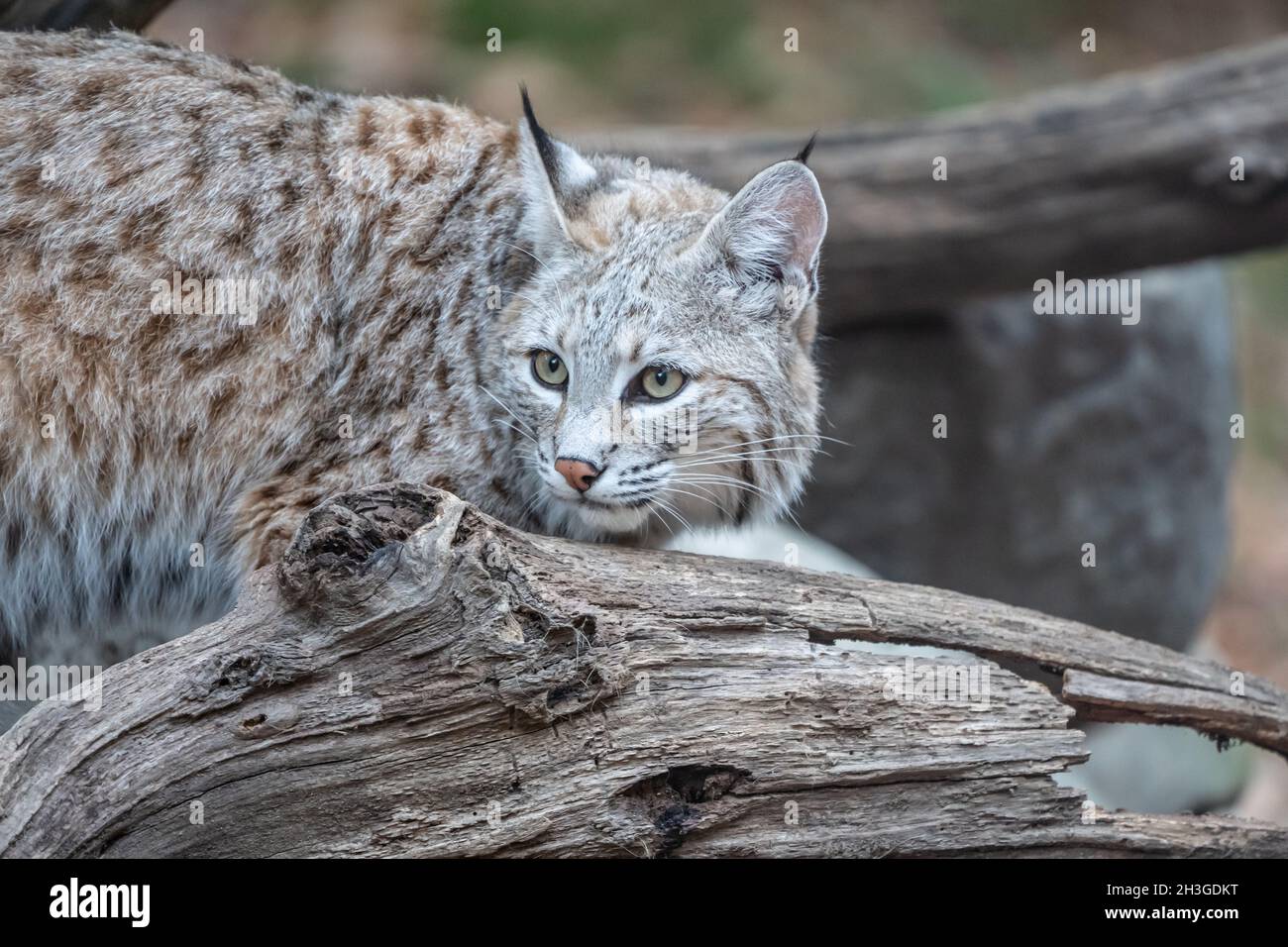 North American bobcat (lynx rufus) resting on log near den Stock Photo ...