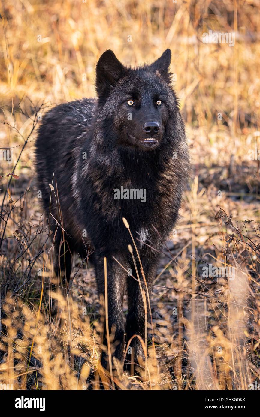 Black Wolf Lobo Animal North American Wolf, Black Wolf, Canis Lupus