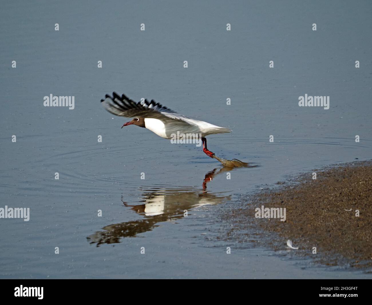 Legs dangling water hi-res stock photography and images - Alamy