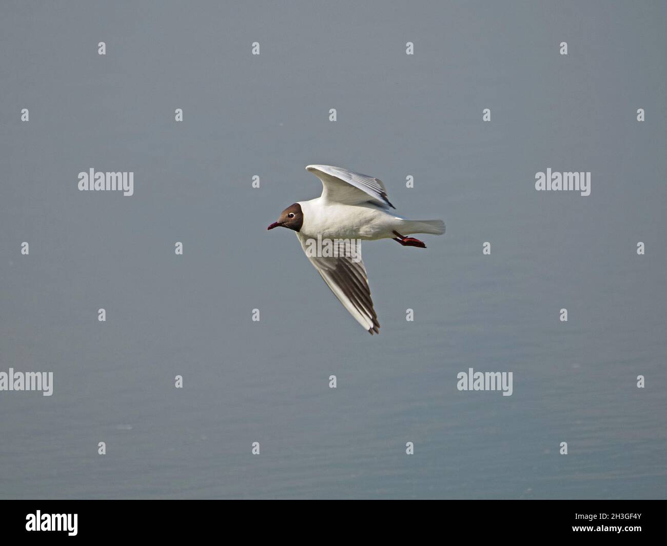 Legs dangling water hi-res stock photography and images - Alamy