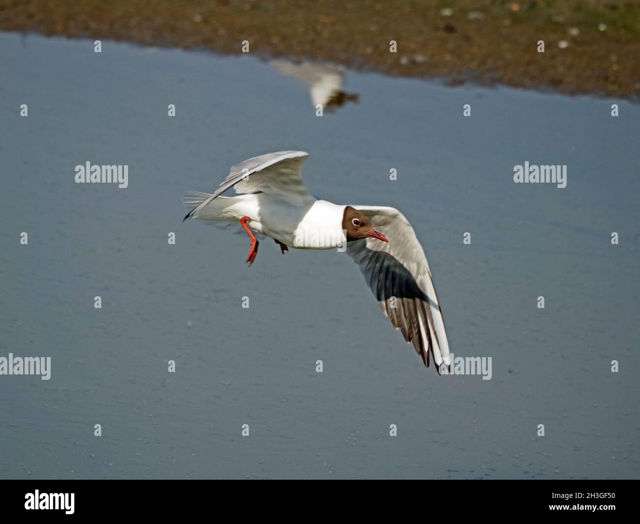Legs dangling water hi-res stock photography and images - Alamy
