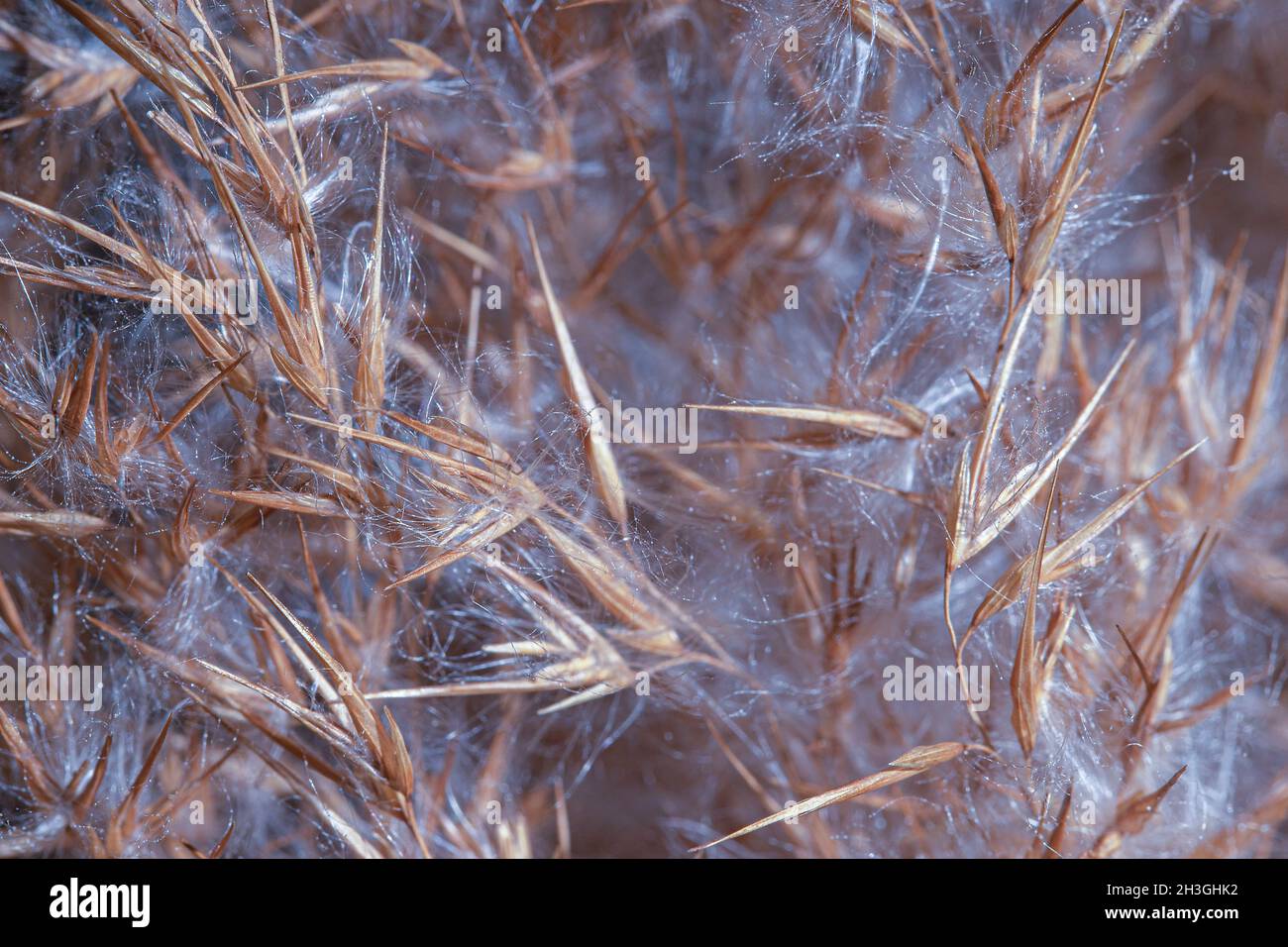 Reed fluff seeds hi-res stock photography and images - Alamy