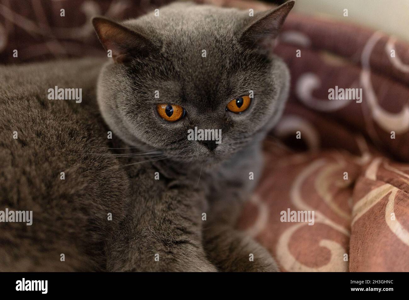 British fold hi-res stock photography and images - Alamy