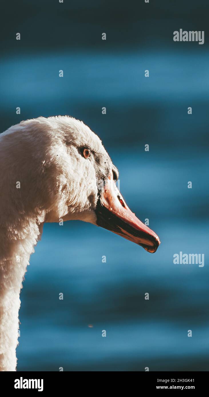 head of beautiful white swan photographed from behind with blue ...