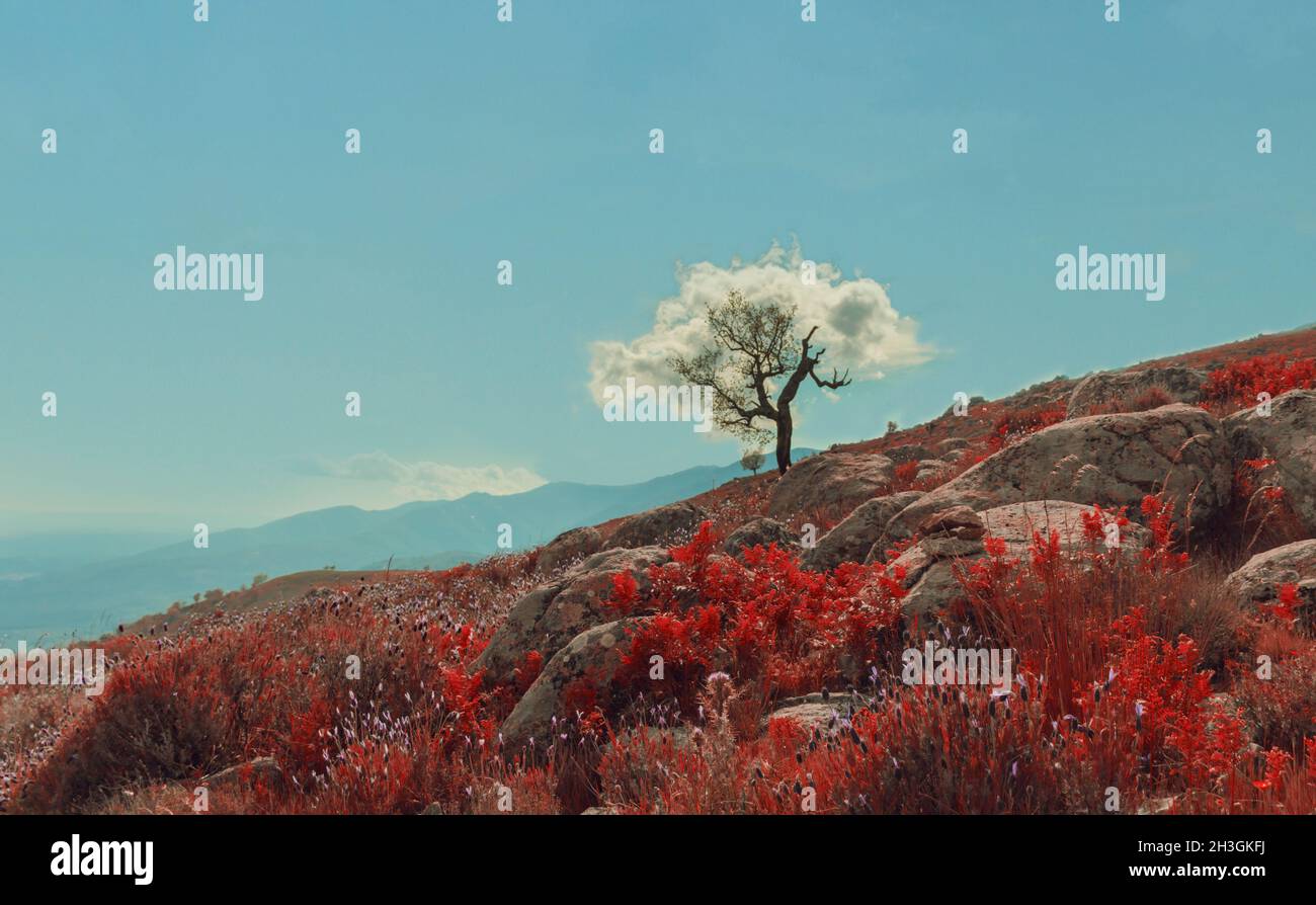 Tree with cloud imitating its leaves. Magical landscapes Stock Photo ...