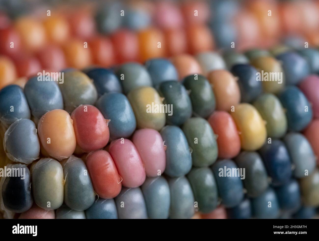 Macro photo of Zea Mays gem glass corn cobs with rainbow coloured ...