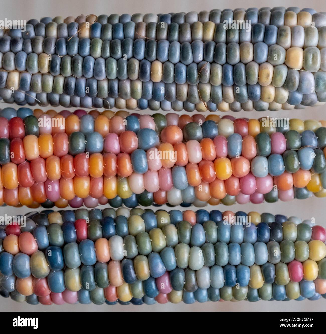 Heirloom corn hi-res stock photography and images - Alamy