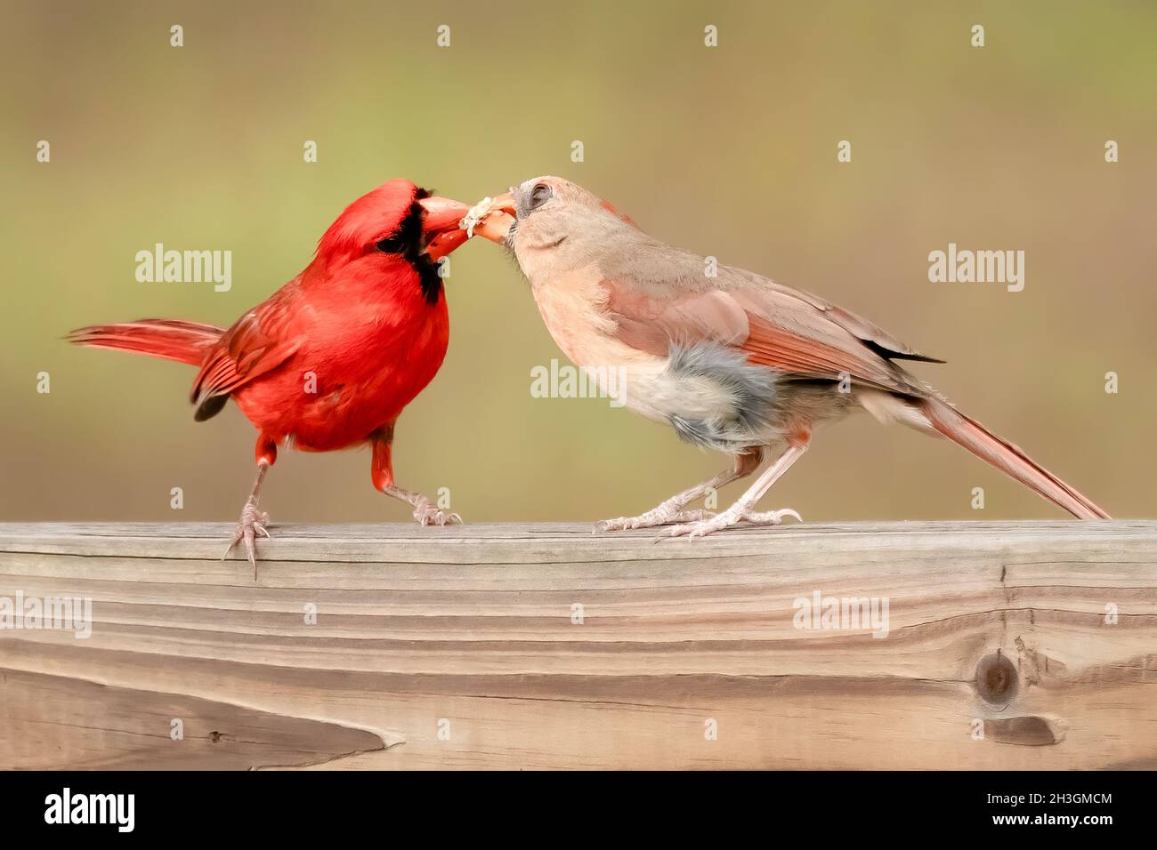 Sparrow and northern cardinal hi-res stock photography and images - Alamy
