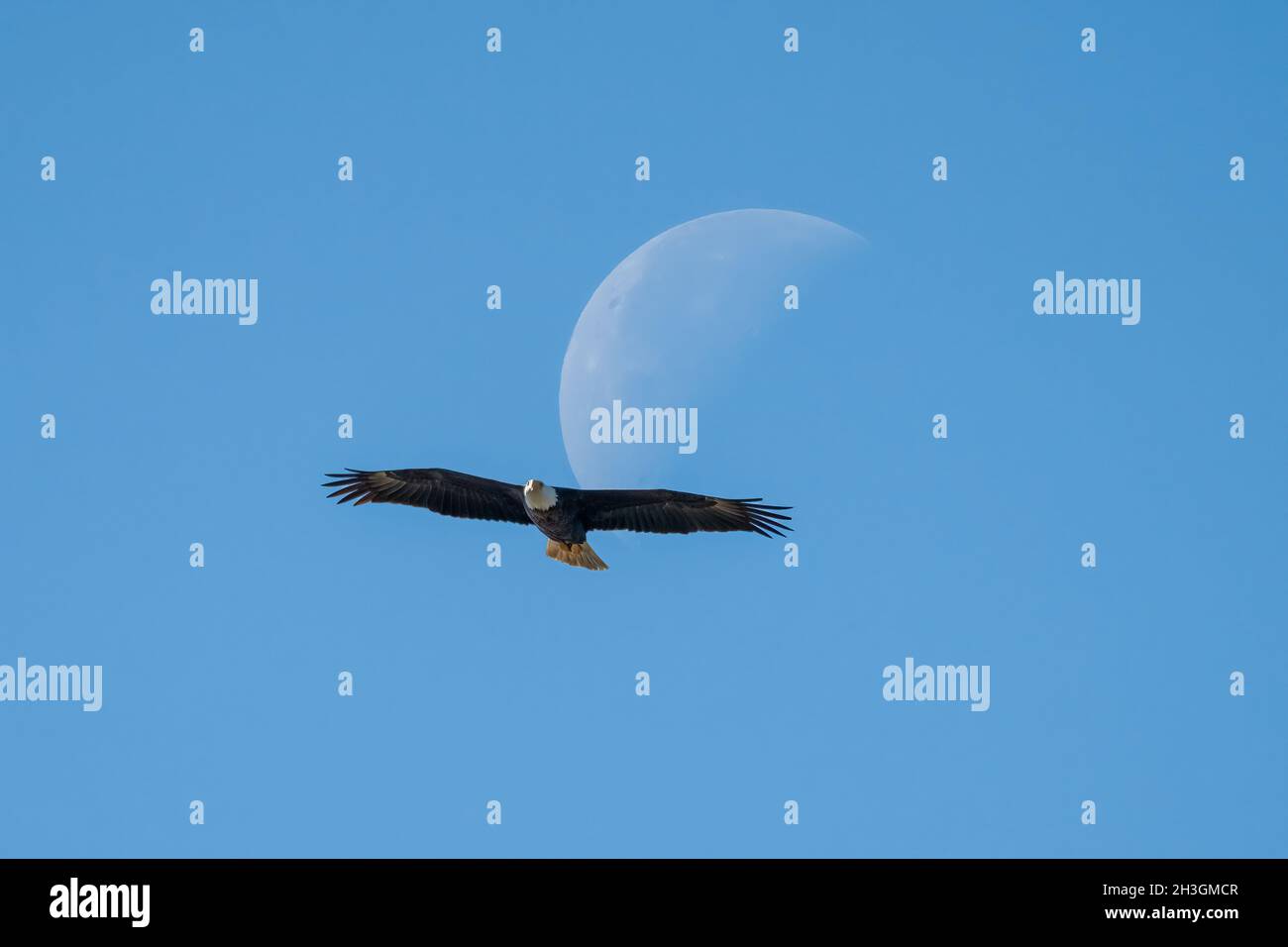 Beautiful shot of a majestic bald eagle flying in the sky near the moon ...