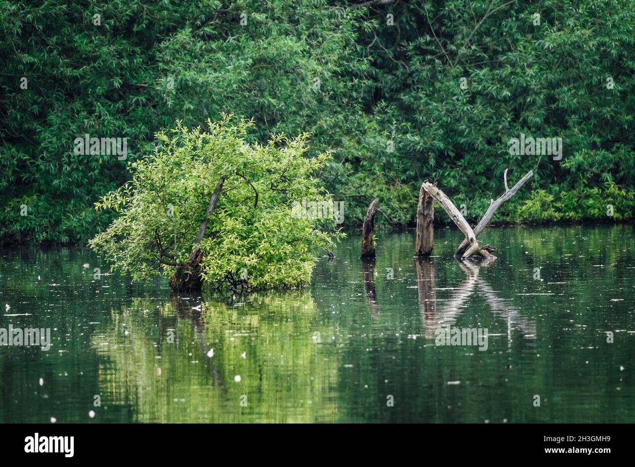 Drowning tree hi-res stock photography and images - Alamy