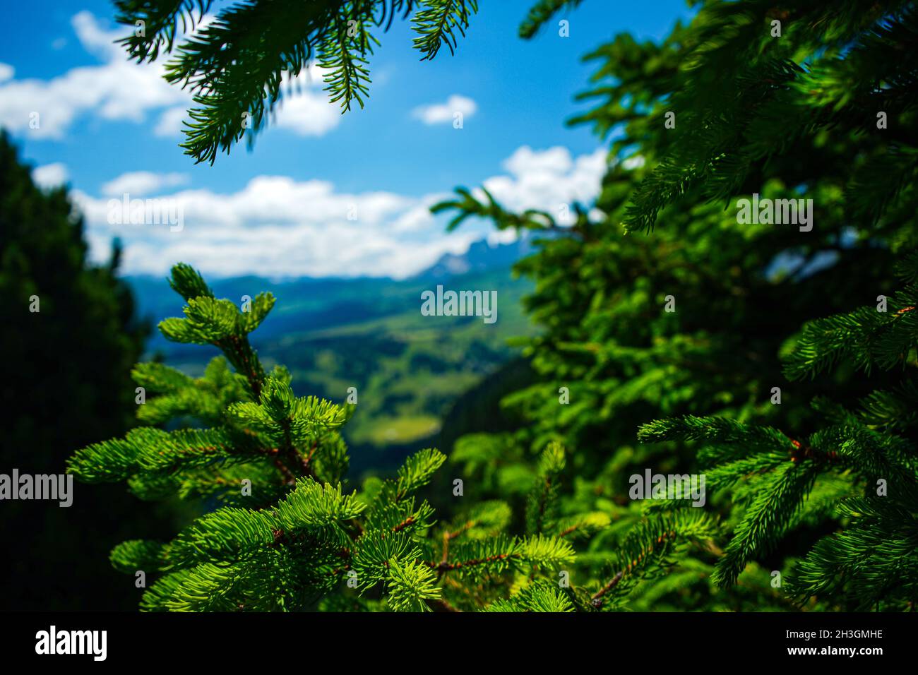 Beautiful view visible through bright green pine trees Stock Photo - Alamy