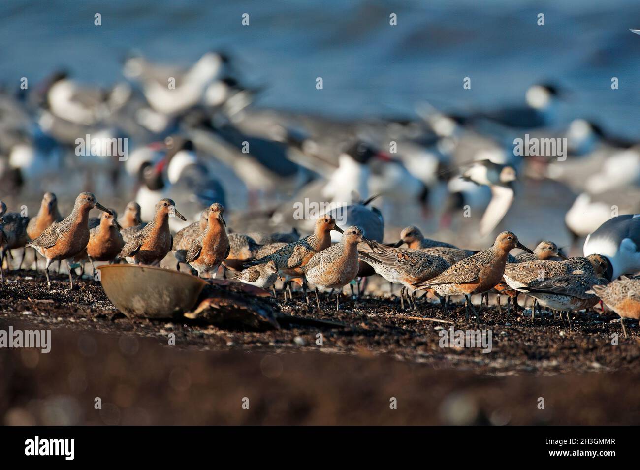 Red knots eggs hi-res stock photography and images - Alamy
