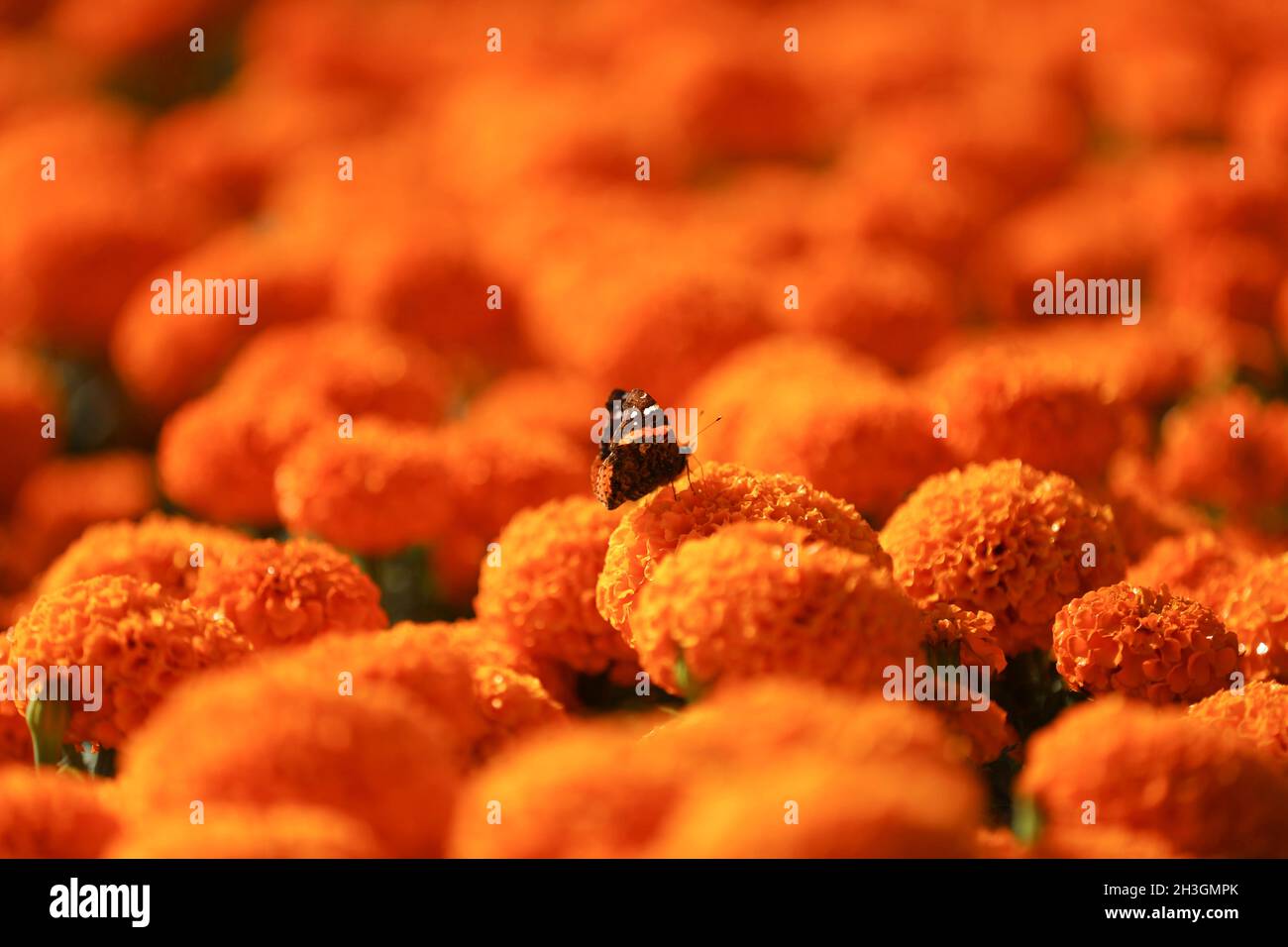 Dead monarch butterfly hi-res stock photography and images - Alamy