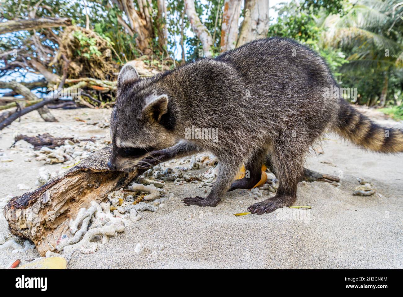 Beautiful raccoon walking in the forest in Costa Rica Stock Photo - Alamy