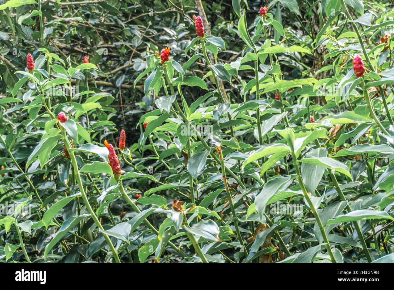 Costus plant tree hi-res stock photography and images - Alamy