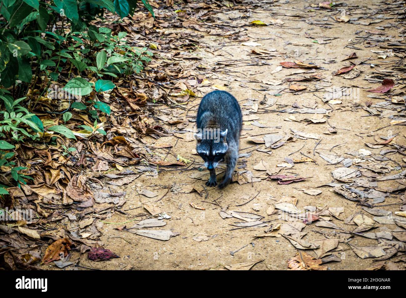 Beautiful raccoon walking in the forest in Costa Rica Stock Photo - Alamy