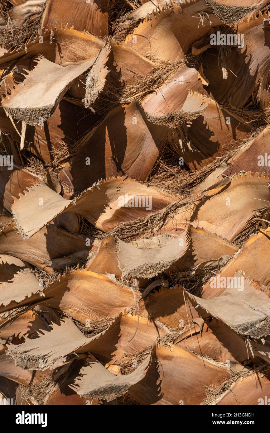 Date Palm Bark full frame. Natural pattern from the bark on the trunk ...