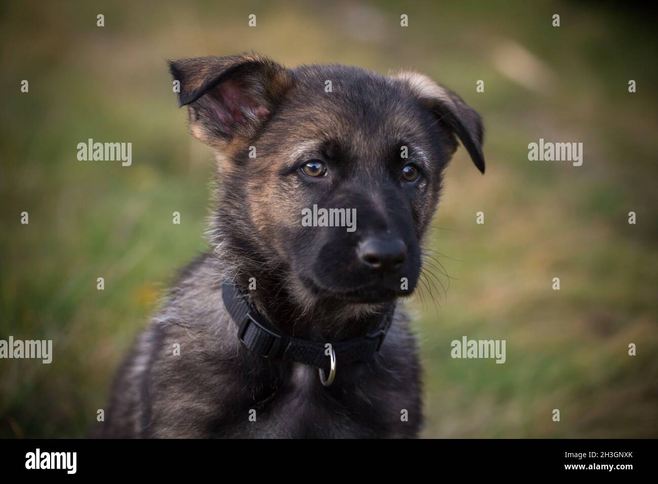 Grey shepherd puppy hi-res stock photography and images - Alamy