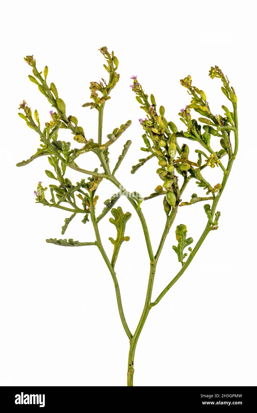 Cakile maritima is a flowering plant species native to temperate ...