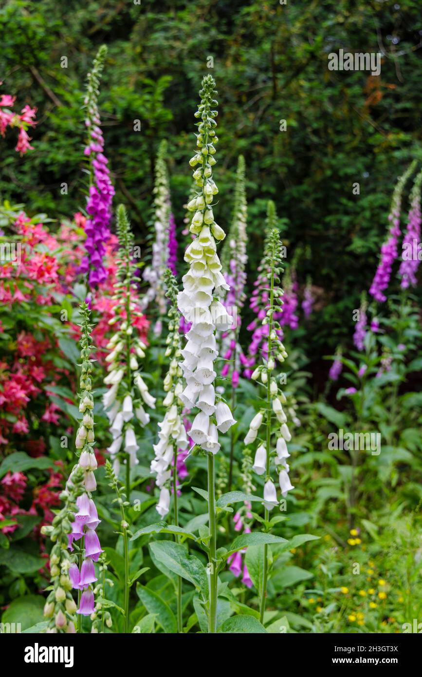 Multi species hi-res stock photography and images - Alamy