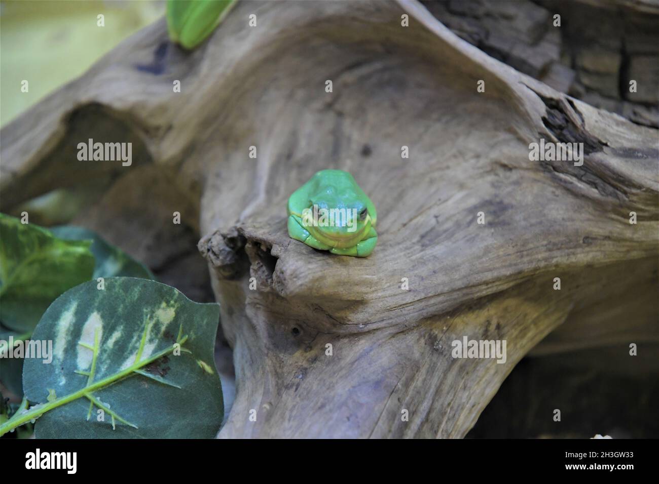 Australian green tree frog in the wilderness Stock Photo - Alamy