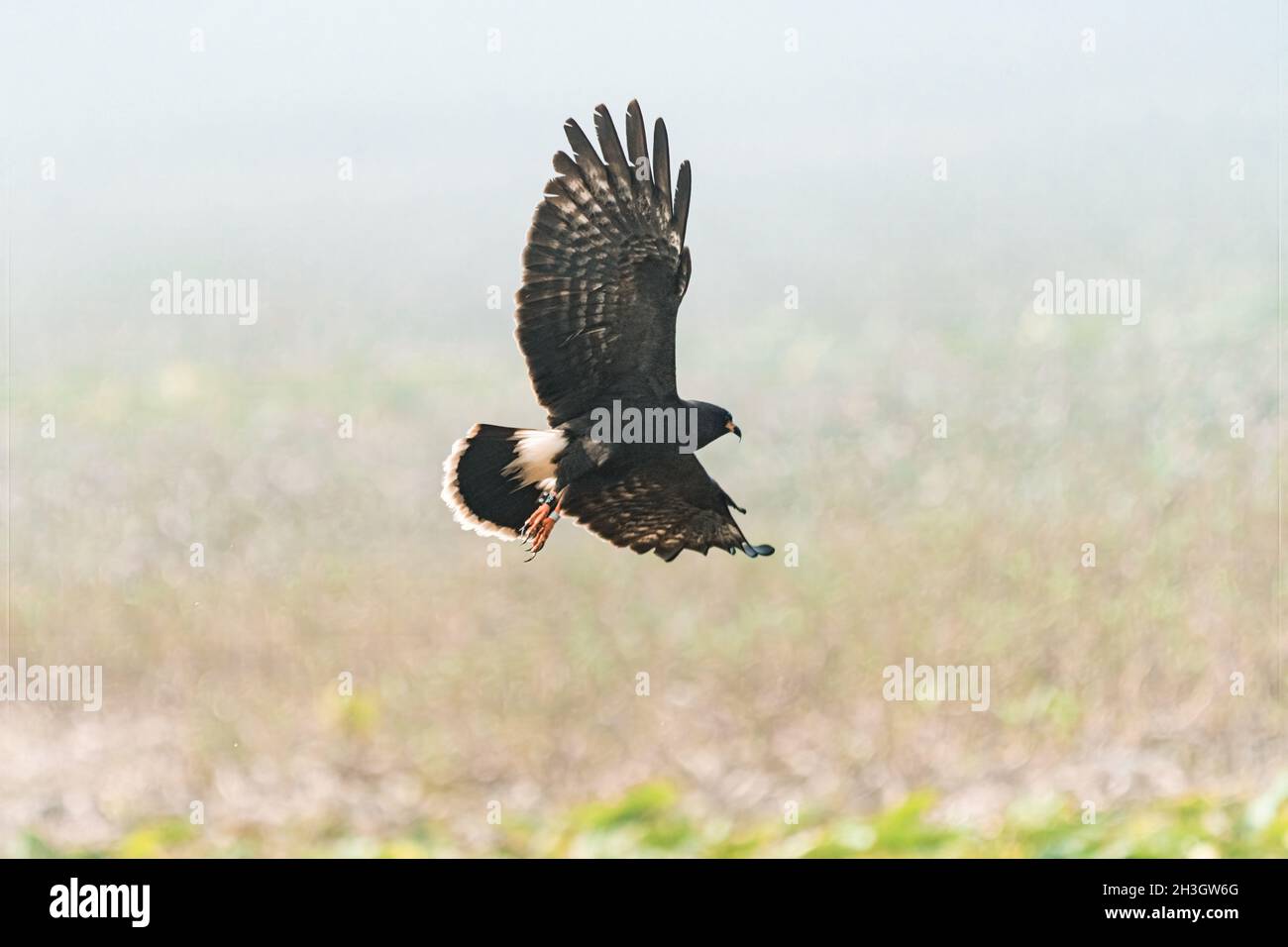 Verreaux's eagle bird flying over a meadow Stock Photo - Alamy