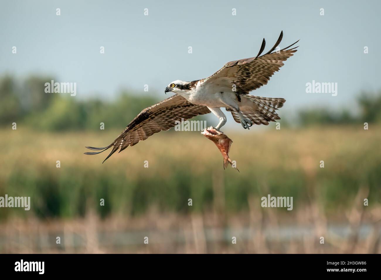 Holding fish in claws hi-res stock photography and images - Alamy