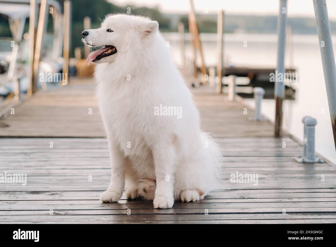 A large white Samoyed dog is sitting on the pier near the yacht Stock ...
