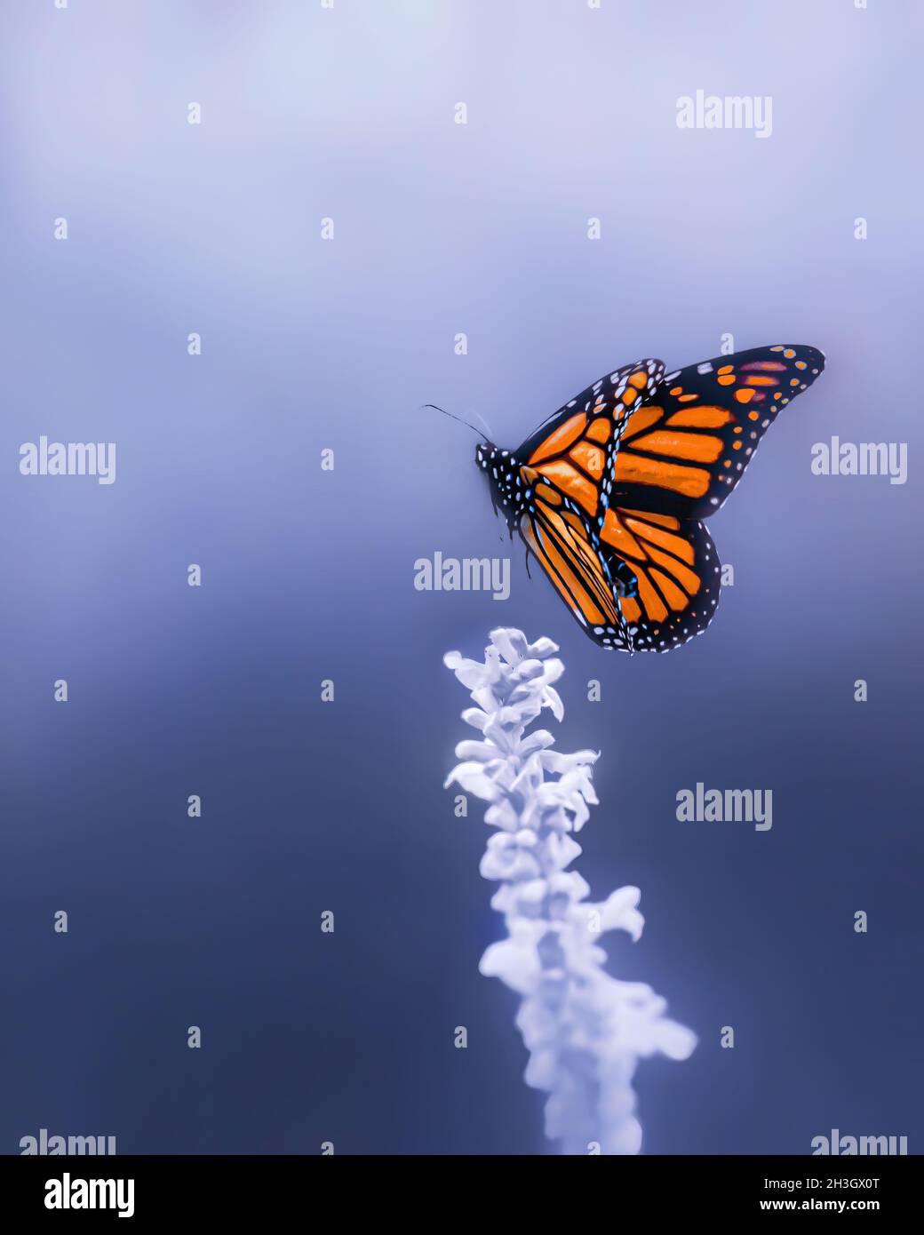 Butterfly over flower hi-res stock photography and images - Alamy