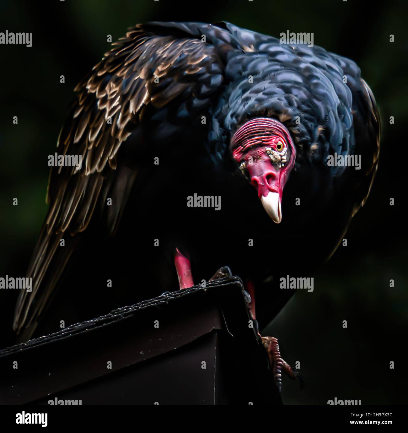 John crow hi-res stock photography and images - Alamy