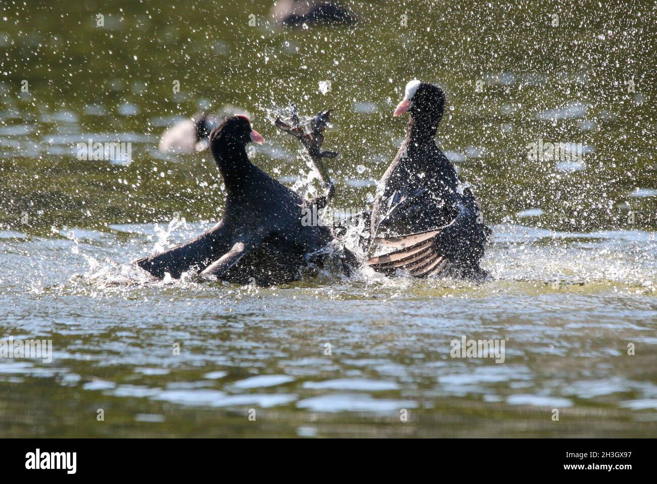 Closeup of Eurasian coots on a lake in a park under the sunlight with a ...