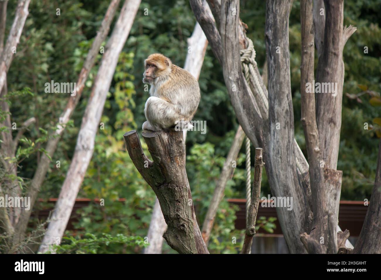 Seated ape hi-res stock photography and images - Alamy